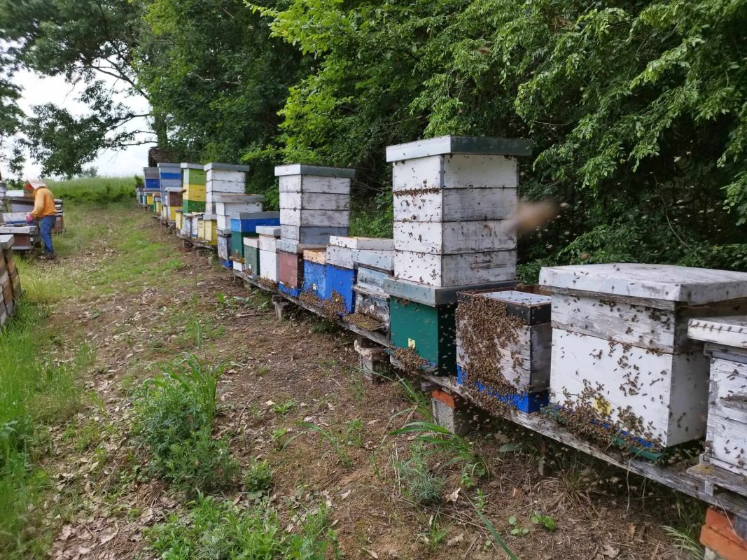 🥇 Med vrhunskog kvaliteta porodice Glišić iz Rače